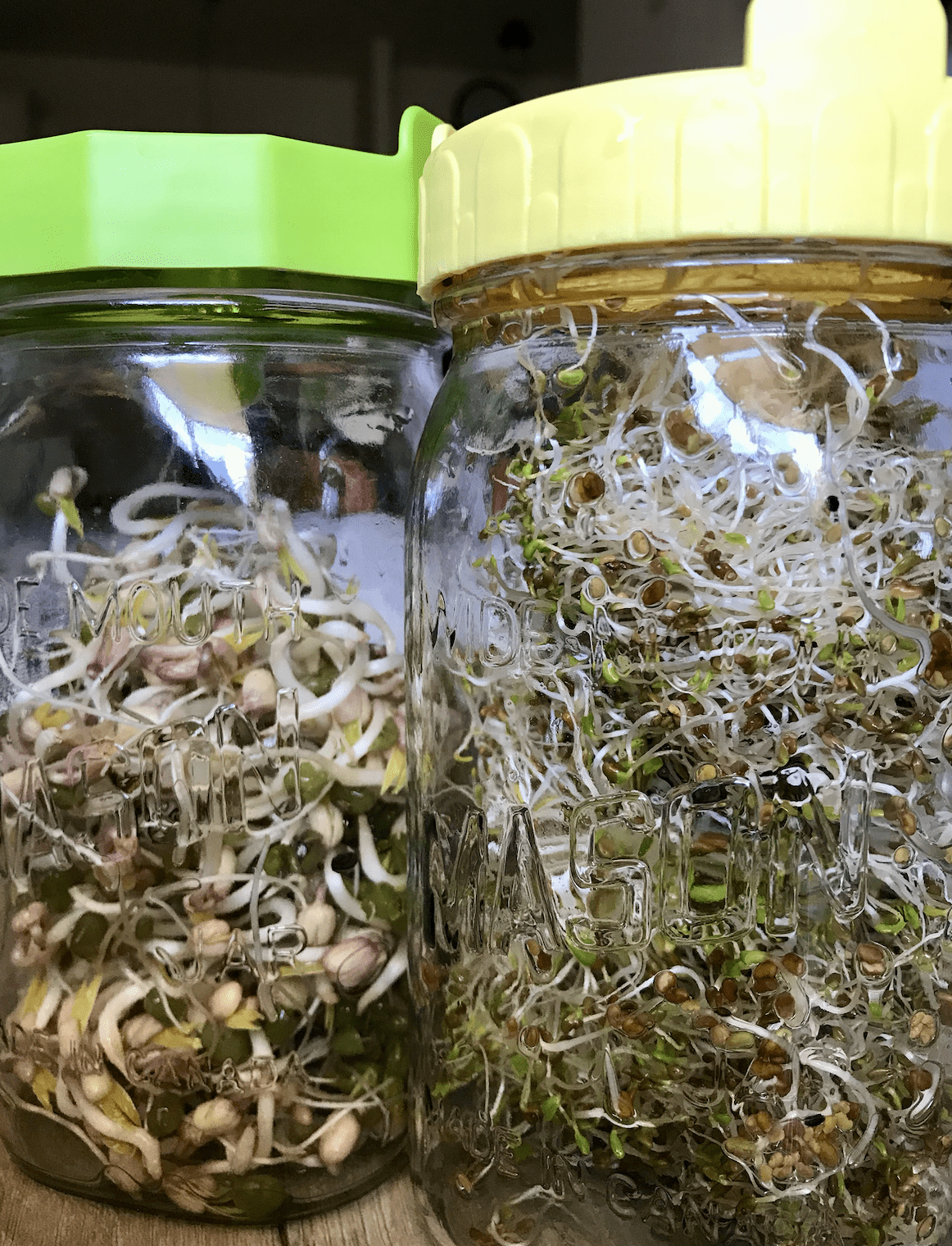 How To Grow Sprouts At Home: Step-by-Step Guide | Essy Cooks