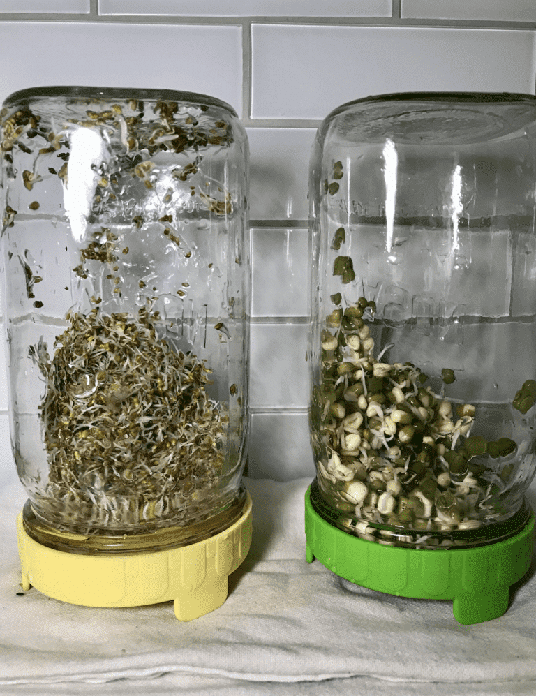 How To Grow Sprouts At Home: Step-by-Step Guide | Essy Cooks